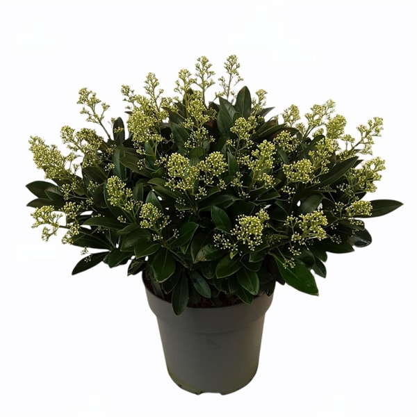 Skimmia jap 'Finchy' 29cm 50+ bloem (skFI 50+P29) - FloraXchange