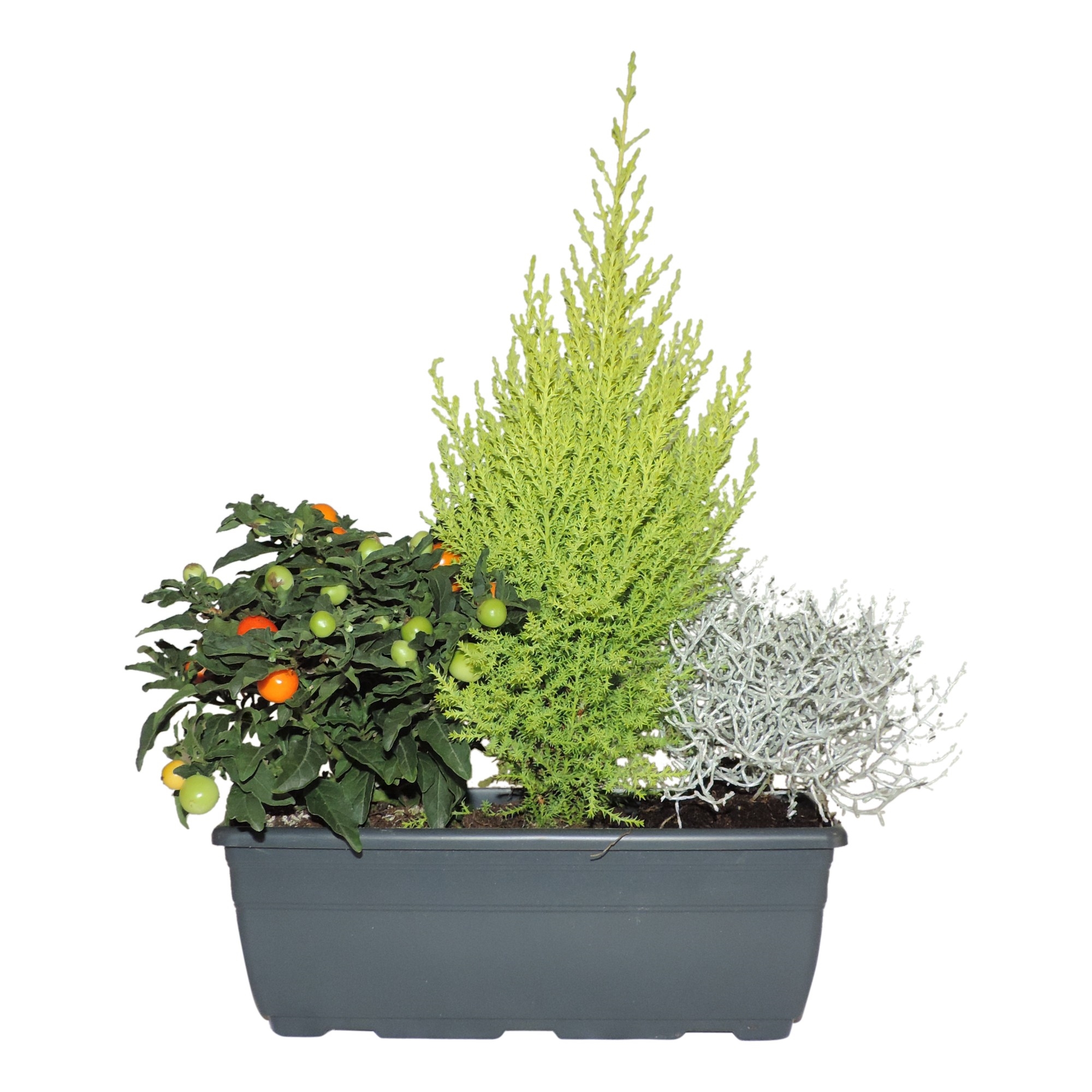Arrangement Balkonbak 27 cm (RS27-120302) - FloraXchange