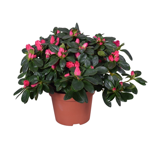 Azalea Vogel Nordlight rood 13cm (pot 13 rood) - FloraXchange