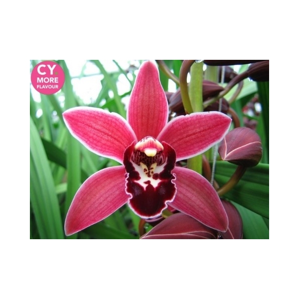 CYMB MI CHRISTM WISH 60cm x 10. (GM-14371) - FloraXchange