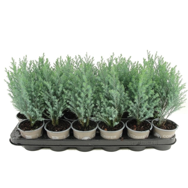 Chamaecyparis lawsoniana 'Blue Surprise' (CHLABSU091101) - FloraXchange
