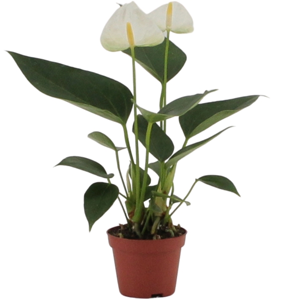 Anthurium Pearl Elido in transparant sleeve - ALL SEASONS (06.241 DM ...
