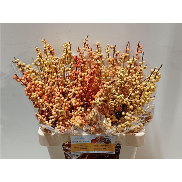 Ilex Ilexia Julia (Ju60) - FloraXchange