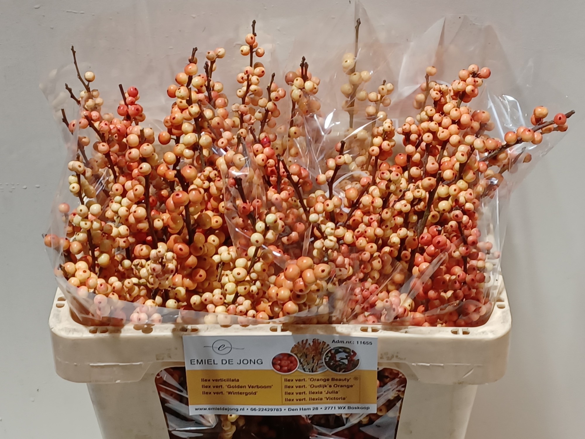 Ilex Ilexia Julia (Jul50k) - FloraXchange