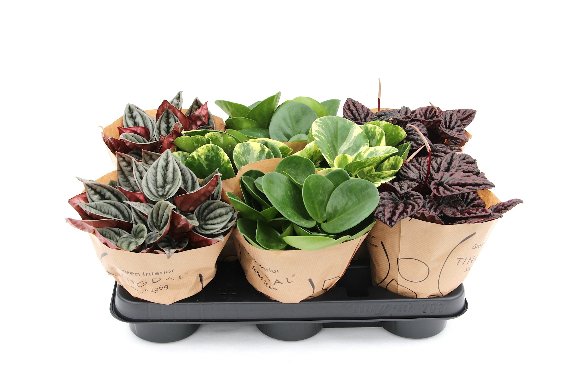 Tingdal "Green Interior" Peperomia Mix (15110300) - FloraXchange