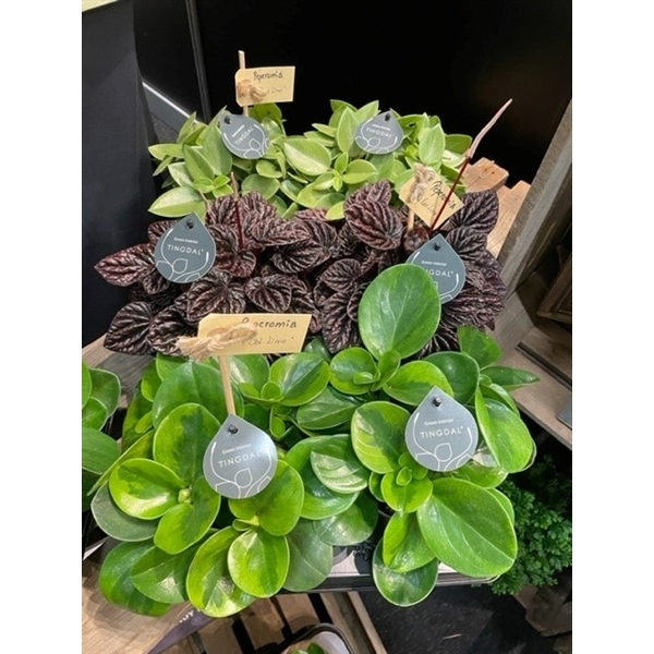 Tingdal "Green Interior" Peperomia Mix (15110300) - FloraXchange