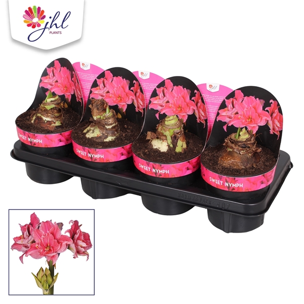 Amaryllis Sweet Nymph (J14-SWNYMPH) - FloraXchange