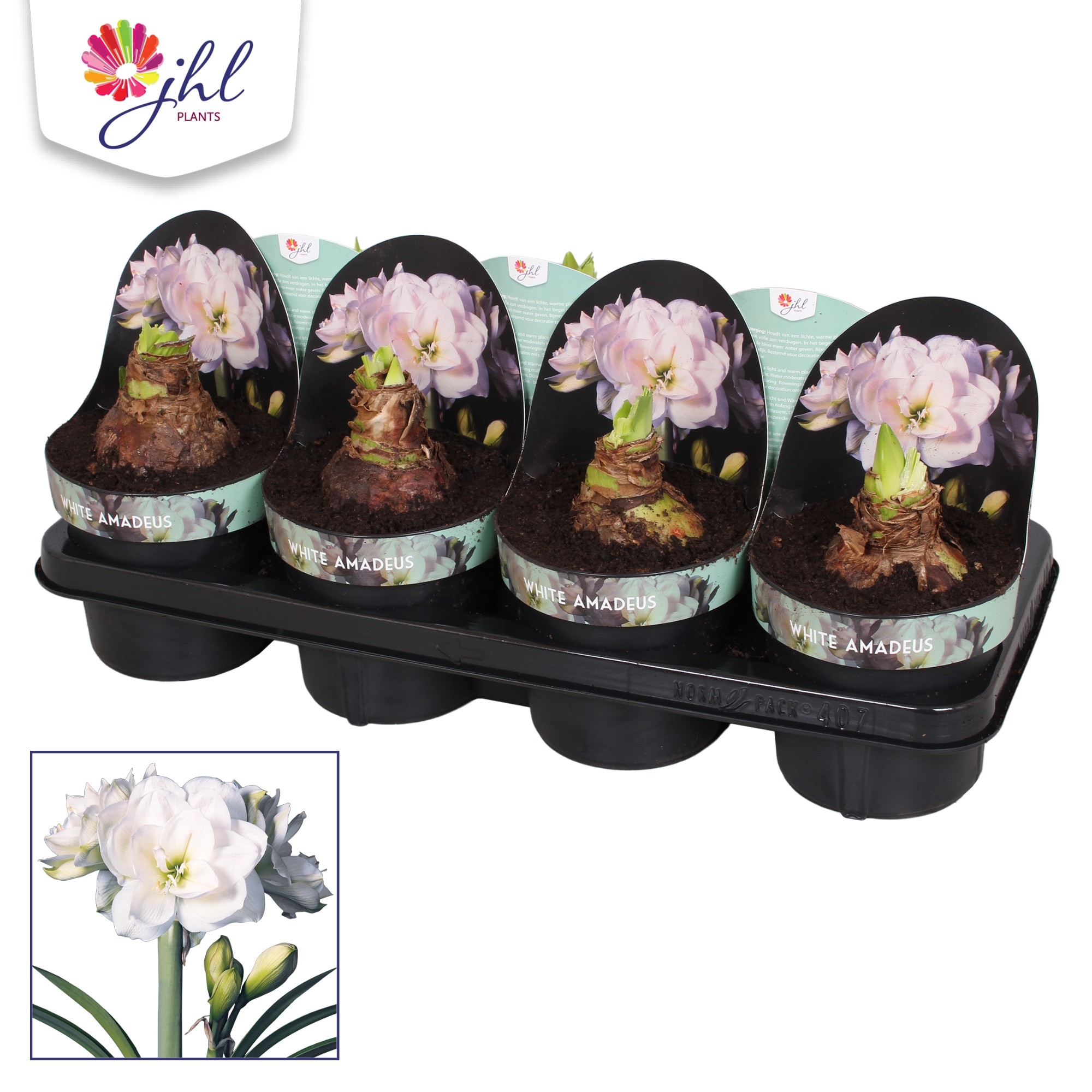 Amaryllis White Amadeus (J14-WTAMADEU) - FloraXchange