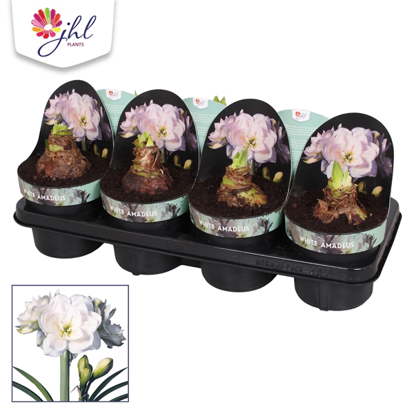 Amaryllis White Amadeus (J14-WTAMADEU) - FloraXchange