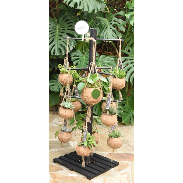 Kokodama Black Tree INCLUDING 24 best selling Kokodama's (BKDTreesmal27 ...