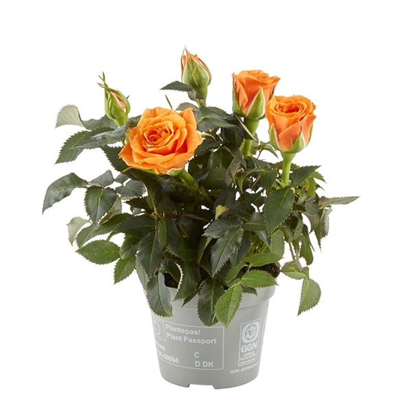 Rosa Meteor Kordana mini (R06 Meteor) - FloraXchange