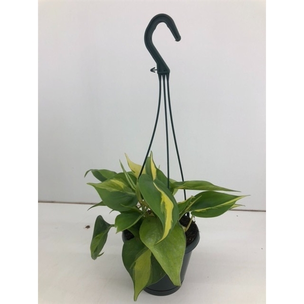 Scindapsus Philodendron scandens 'Brasil' Hangpot (Brasil Hangpo ...