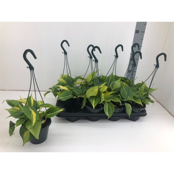 Scindapsus Philodendron scandens 'Brasil' Hangpot (Brasil Hangpo ...