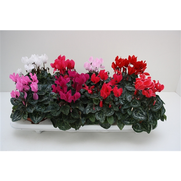 Cyclamen Persicum Midi Super Serie Allure Mixtray (Cycl10Mix ...
