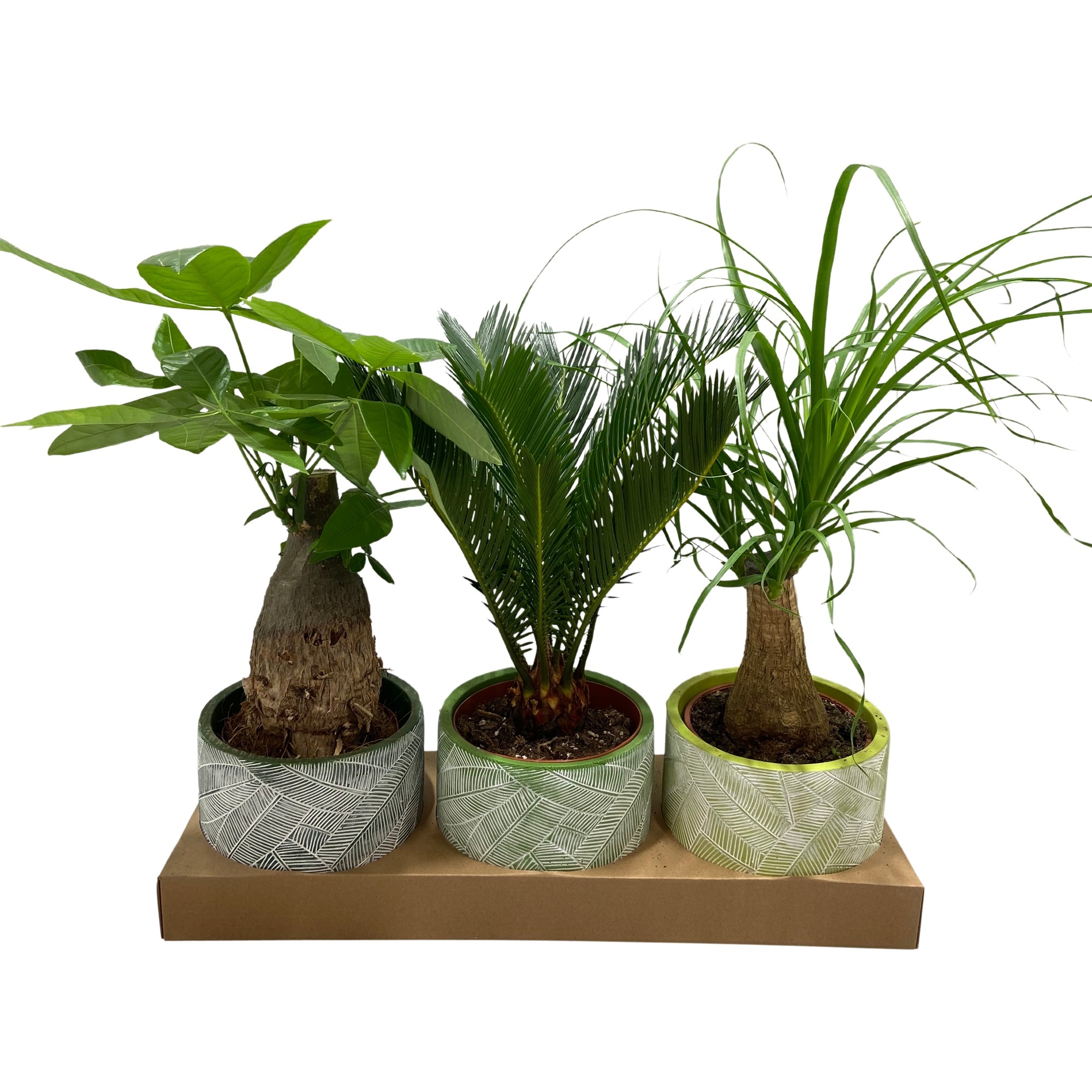 Palmen gemengd 3 soorten in Junglepot met bladmotief (PMB14) - FloraXchange
