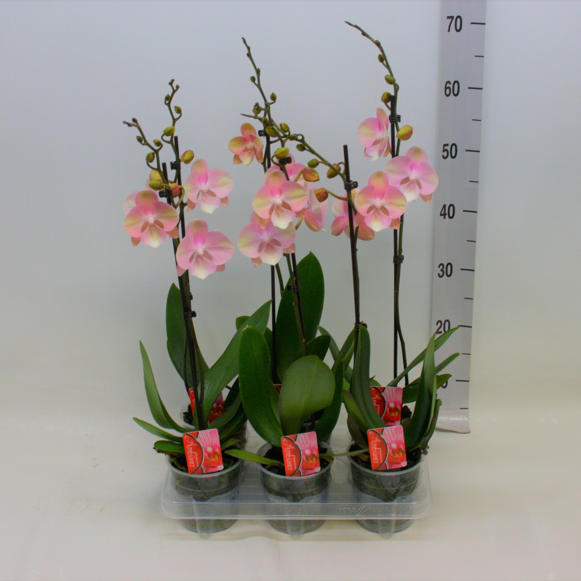 Phal 1 Tak Venetian carnival (1T Venetian) - FloraXchange