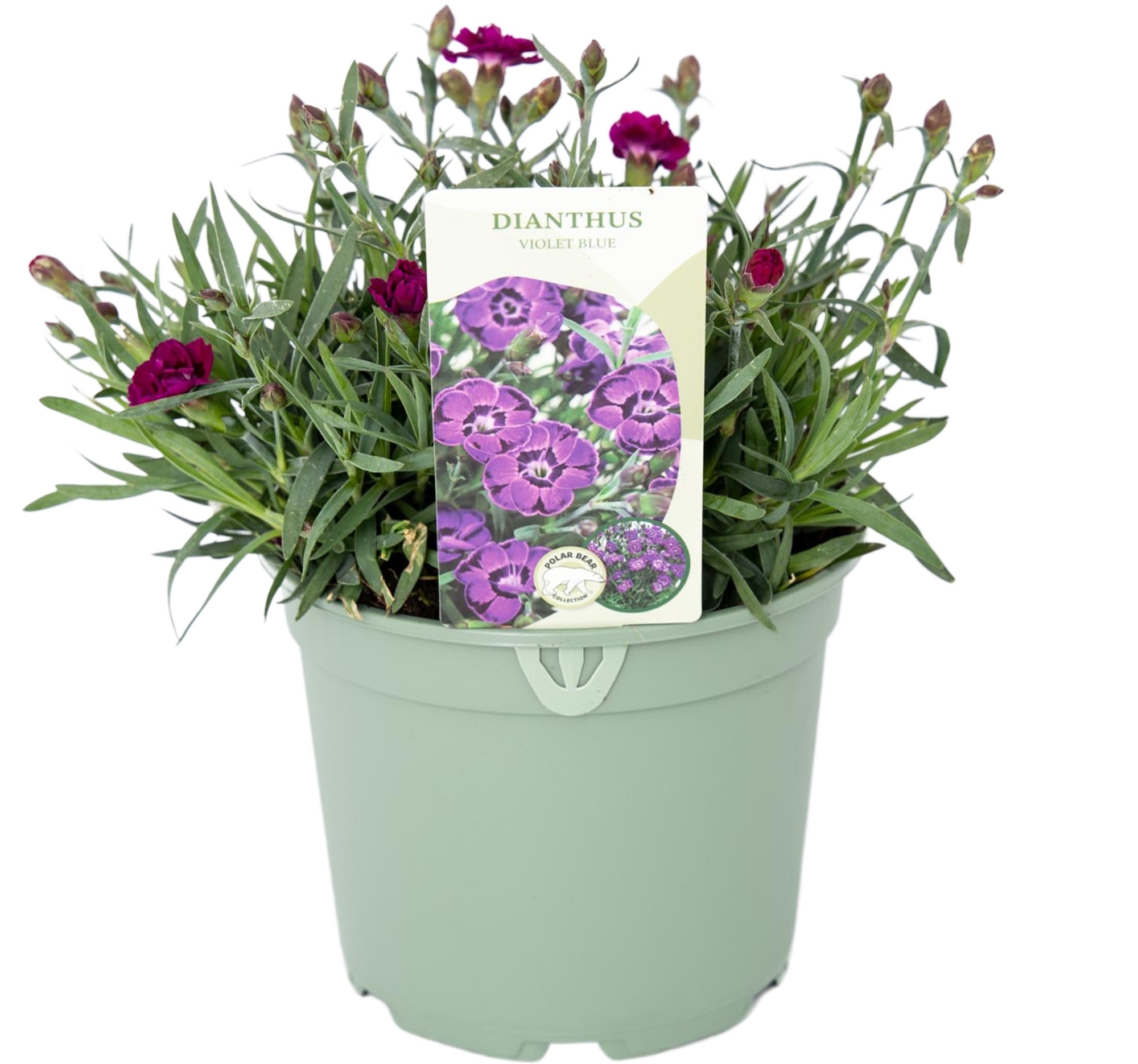 Dianthus Diantica 'Violet Blue' (DIA17VIBVWTPT) - FloraXchange