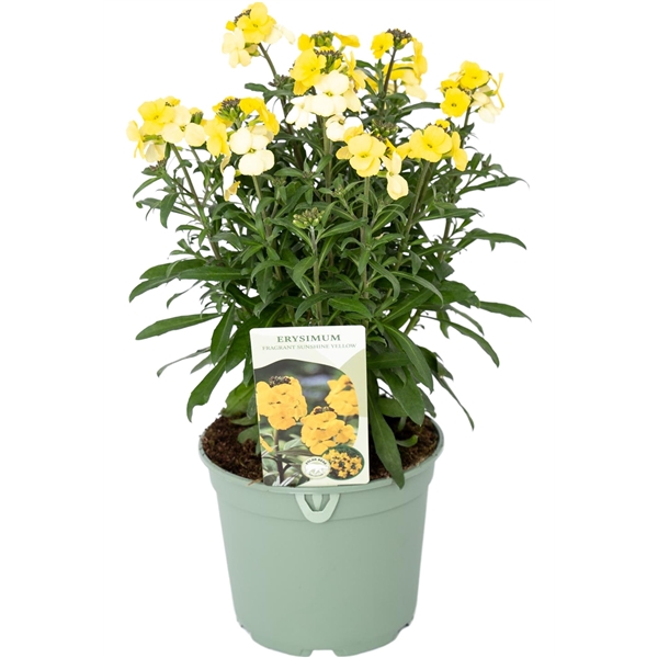 Erysimum Yellow (ERY17YELVWT) - FloraXchange