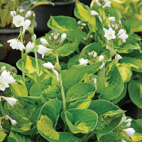 Hosta Sunset Grooves (HOS23SGRVWT) - FloraXchange