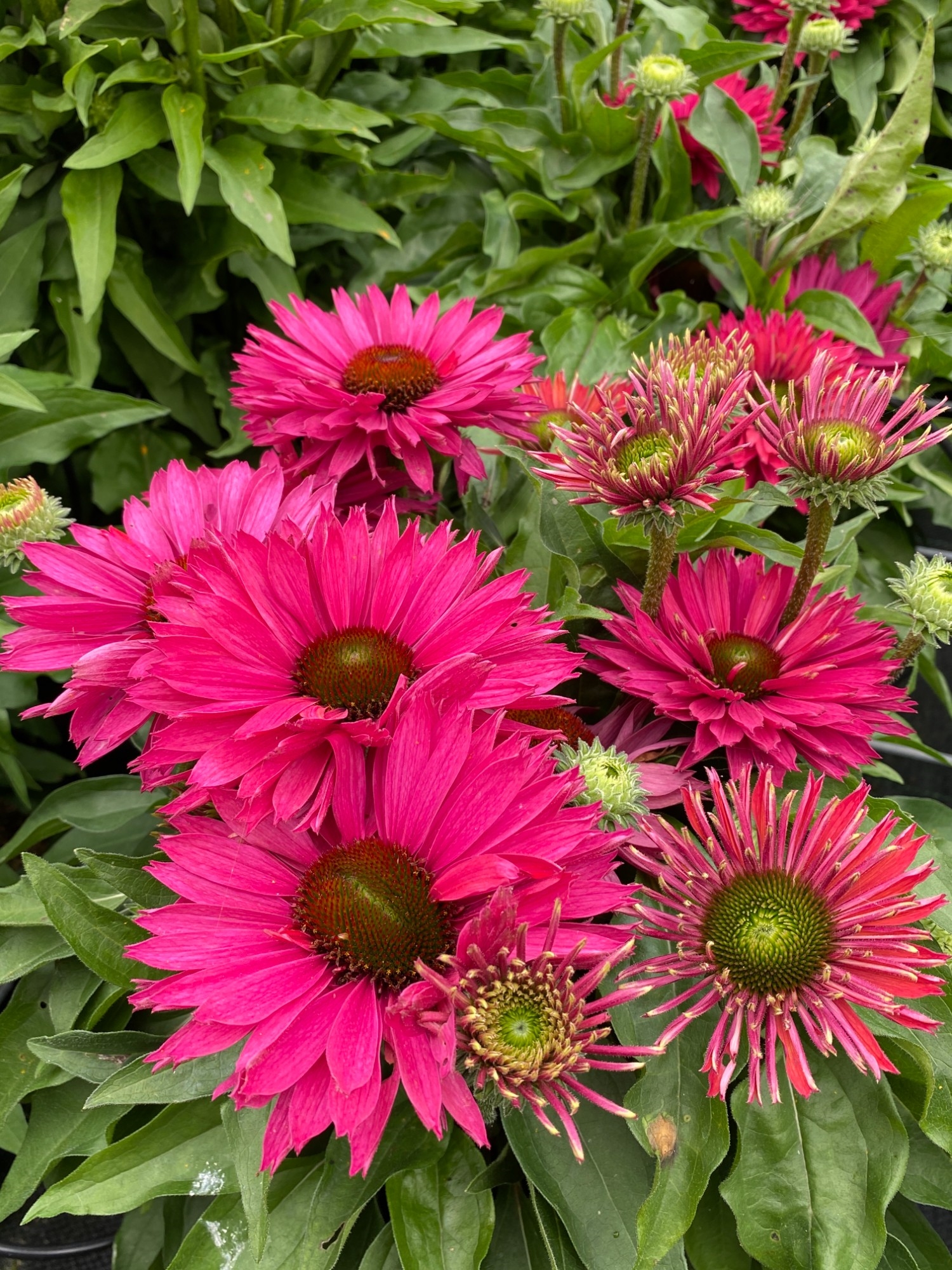 Echinacea Sunseekers Sweet Fuchsia (ECH19SSFVWT) - FloraXchange