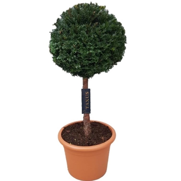 Taxus baccata Bol p30 (th) stam 50 Ø30-+ © (71300285) - FloraXchange