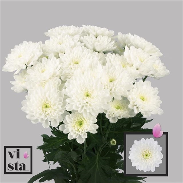 CHR T ALTAJ (ZTALT3931-B) - FloraXchange