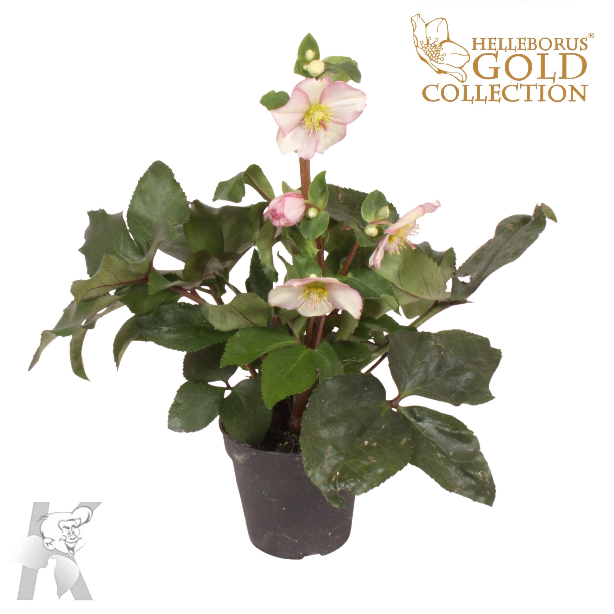 HGC Helleborus Ice N Roses Picotee (HEIREPI121500) - FloraXchange
