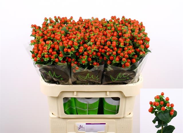 HYP TOMATO FLAIR (ebd0edce8bd14) - FloraXchange