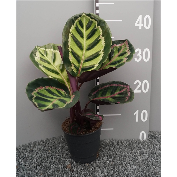 Calathea roseo picta var.illustris (C5312H35) - FloraXchange