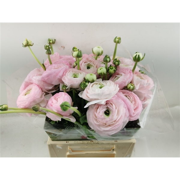 Ranunculus asiaticus Success Favola (126136) - FloraXchange