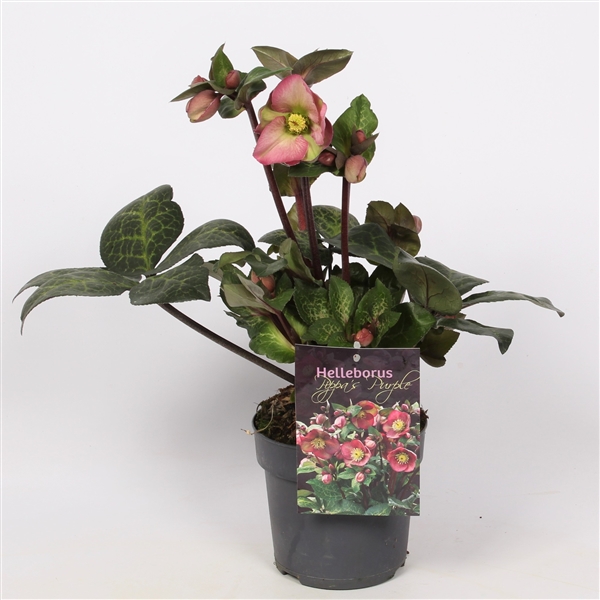 Helleborus Frostkiss Pippa's Purple P15 (HelPipPurpP15) - FloraXchange