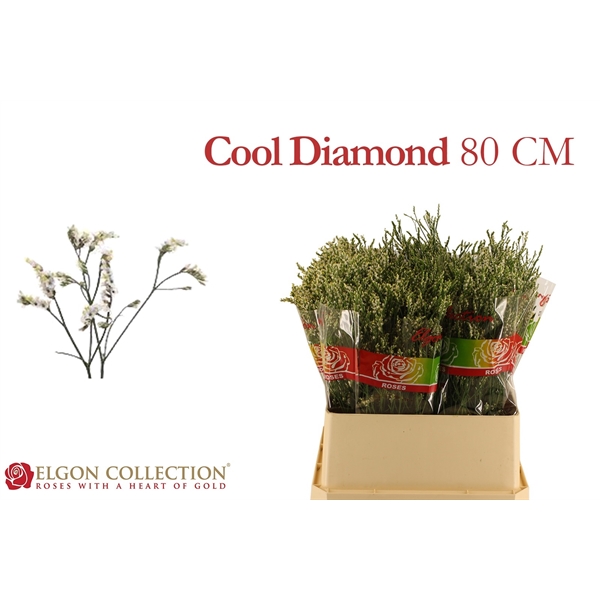 LIM SIN COOL DIAMOND (cb2bd3994efc0) - FloraXchange