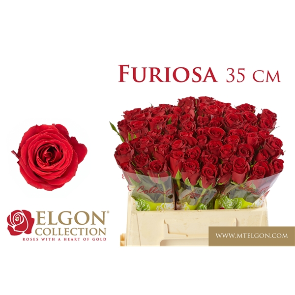 R GR FURIOSA (b98ca87938801) - FloraXchange