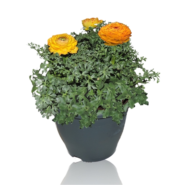 Ranunculus Sprinkles Patiopot 19 cm Rood-Geel (RS19-390209) - FloraXchange