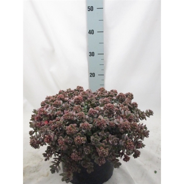 Sedum Copper Colours P19 (SEDCOPPER19) - FloraXchange