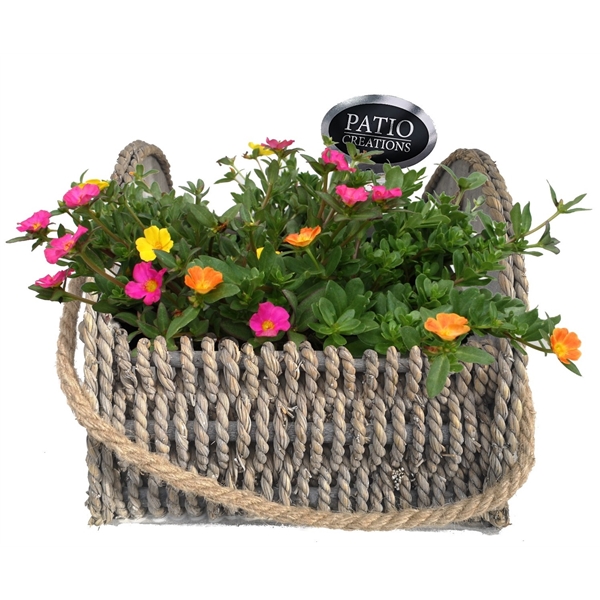 PC725 Arr. Portulaca in box 'Maxim' with rope vierkant (PC725 ...