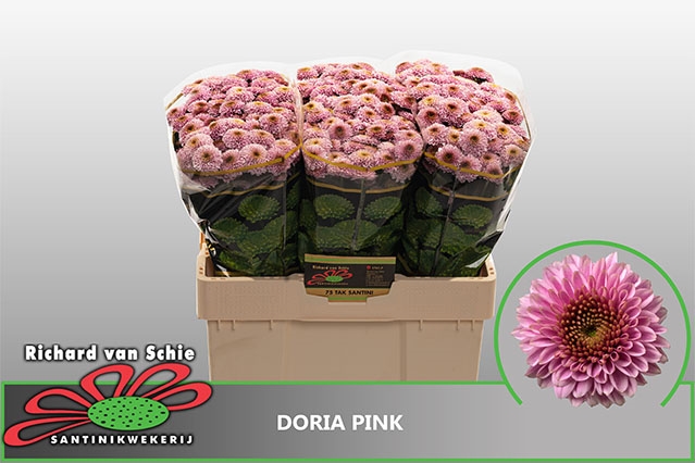 Chr San Doria Pink (11720820-B) - FloraXchange