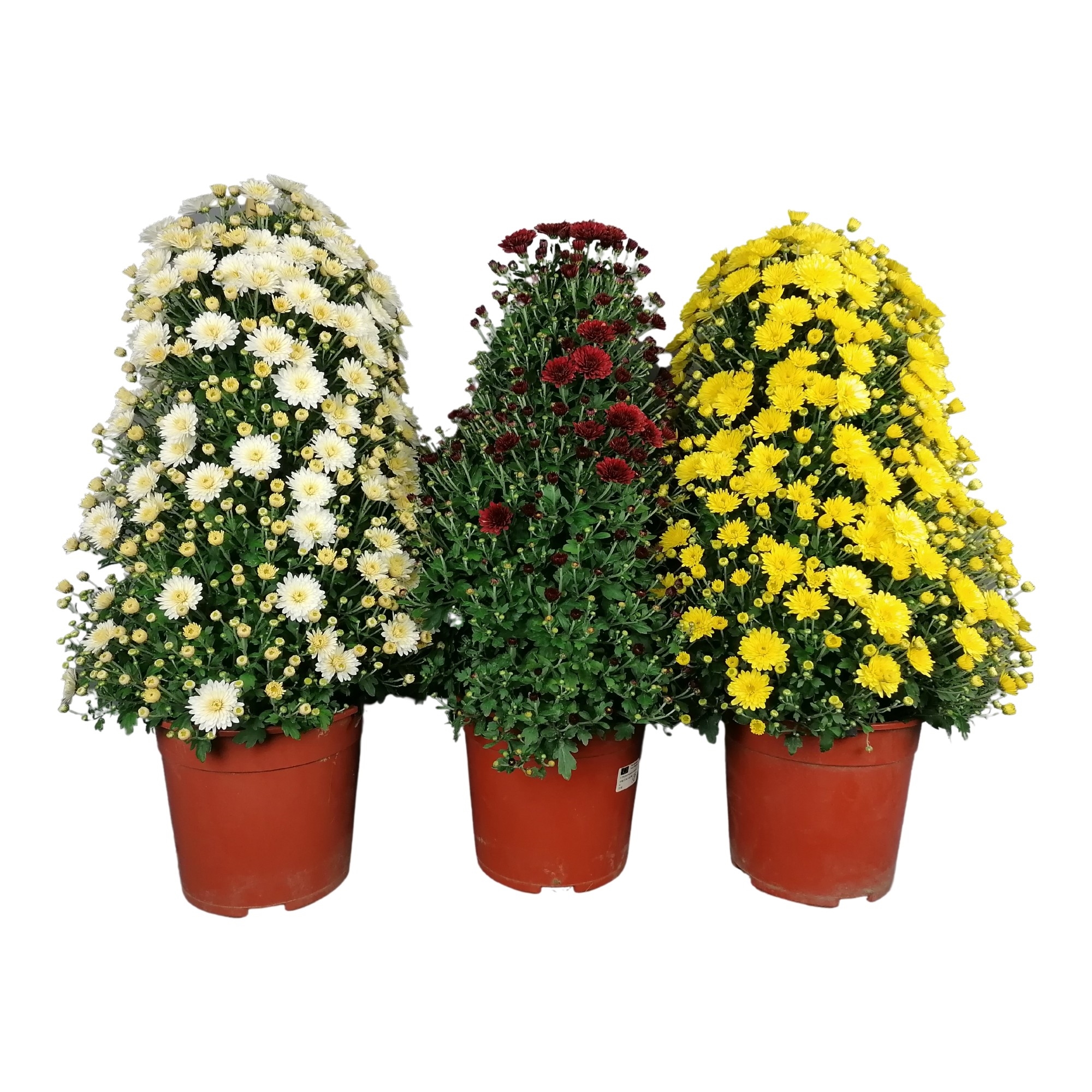 Chrysant pyramide (3218002) - FloraXchange