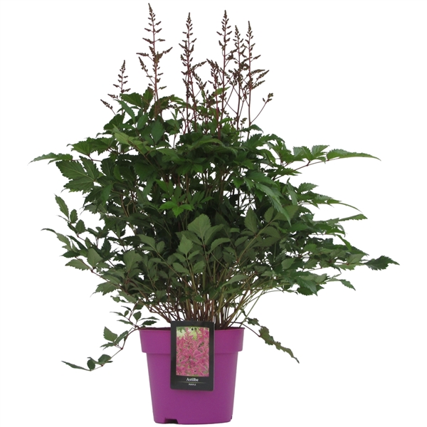 Astilbe Japonica Grp 'Mainz' (FPV119AP23) - FloraXchange