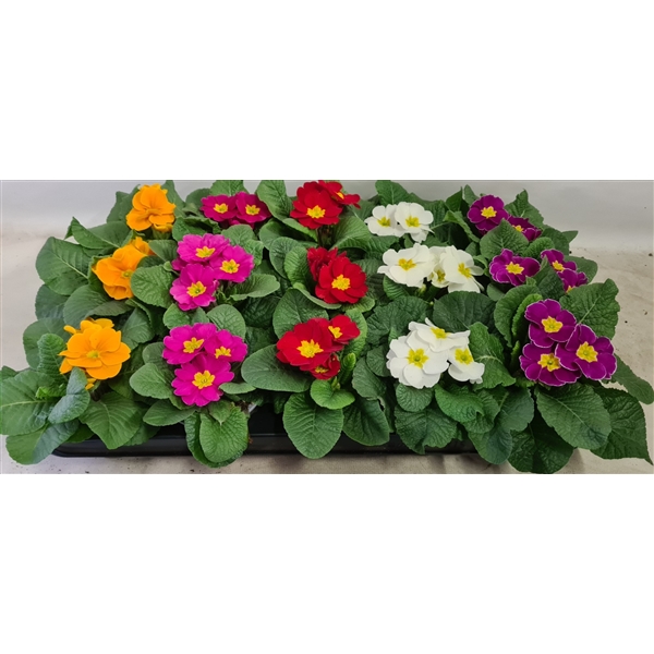Primula acaulis 10.5 Gemengd (Primula 10.5) - FloraXchange