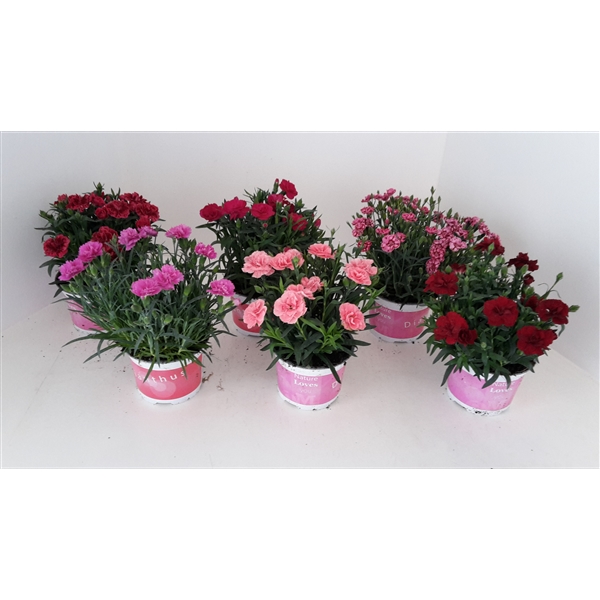 Anjer pot 13 diverse kleuren Dianthus (ANJEROSCARMIX) - FloraXchange