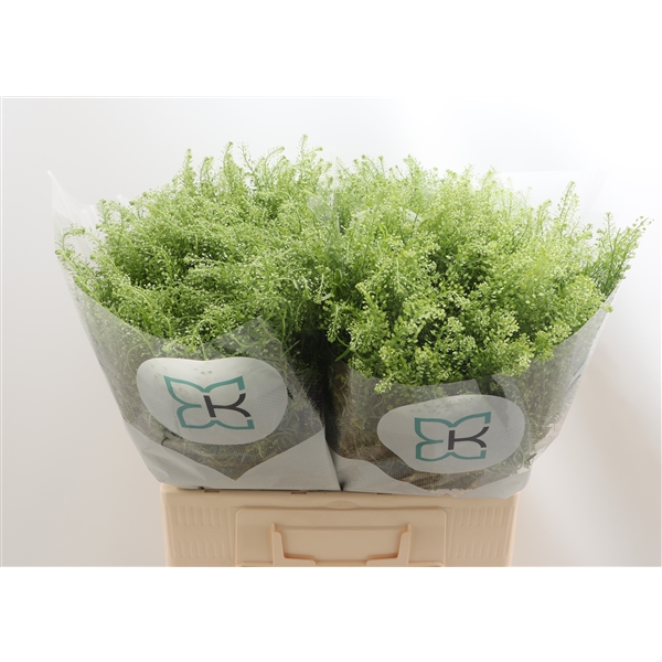 Lepidium virginicum Green Dragon (e3b0150c7ccbd) - FloraXchange