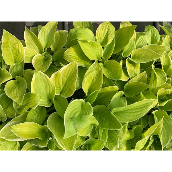 Hosta 'Frozen Margarita' (HOFMARGA26cm) - FloraXchange