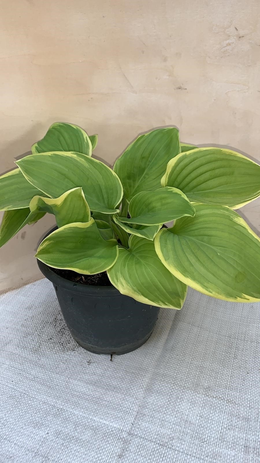 Hosta 'Frozen Margarita' (HOFMARGA26cm) - FloraXchange
