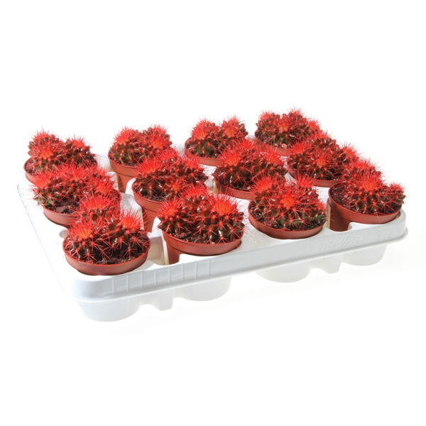 Grusonii rainbow rood (RC8002) - FloraXchange