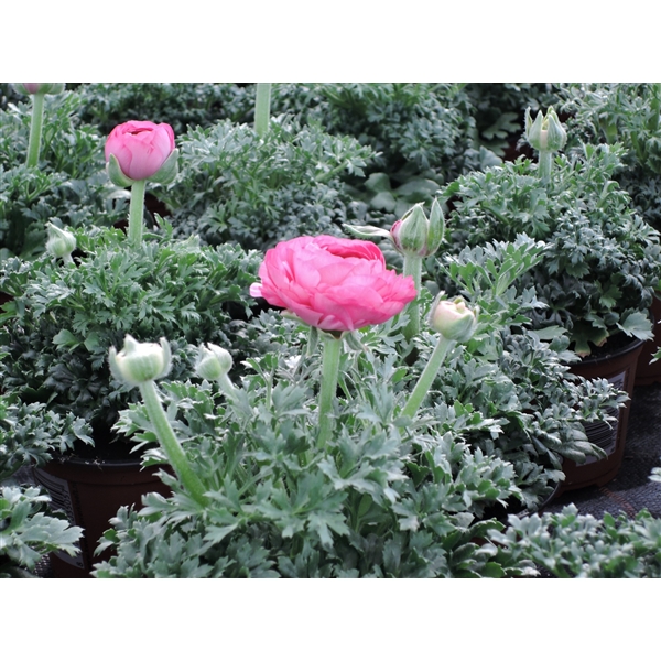 Ranunculus Sprinkles roze (114992) - FloraXchange