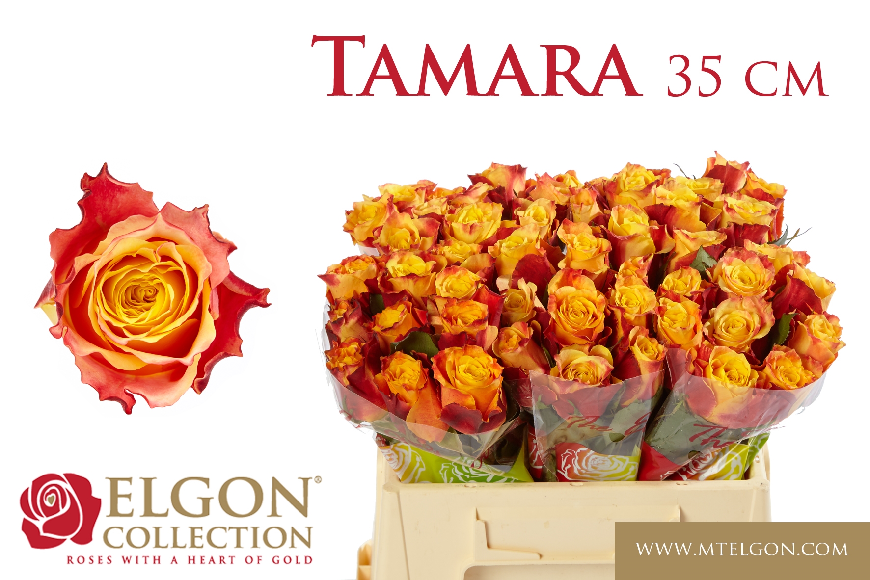 R GR TAMARA (bc08a56d74cf2) - FloraXchange