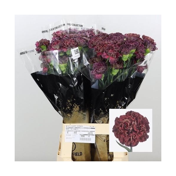 DI ST COPPER EXTASIS (4f3b0ce558ea2) - FloraXchange