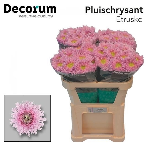 CHR G ETRUSKO (9586fa2d8d5d6) - FloraXchange