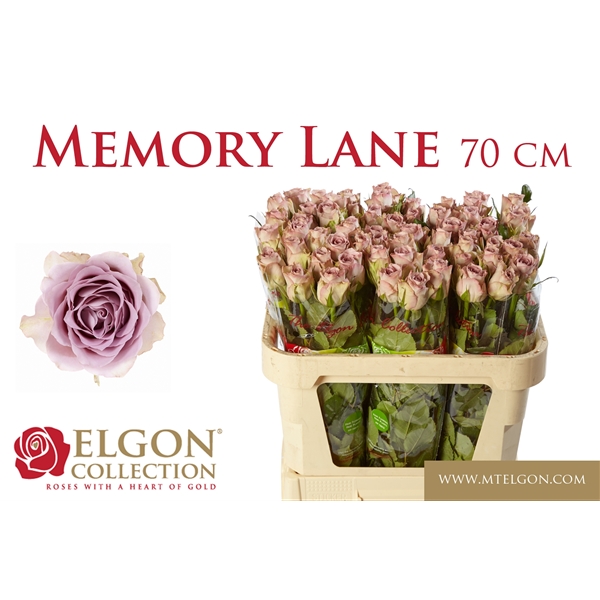 R GR MEMORY LANE (eb8b23892d7e5) - FloraXchange